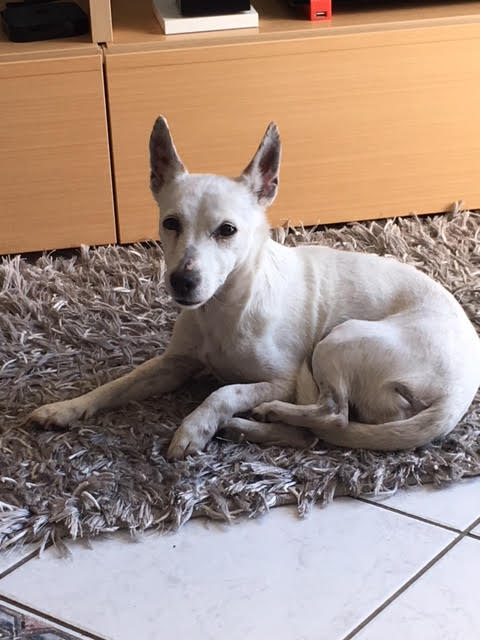 Perro perdido en la zona del cabo de la Nao