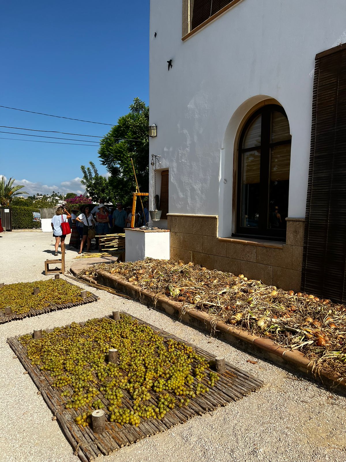 El resurgir de una tradición milenaria en Xàbia y la Marina Alta: 'L ...