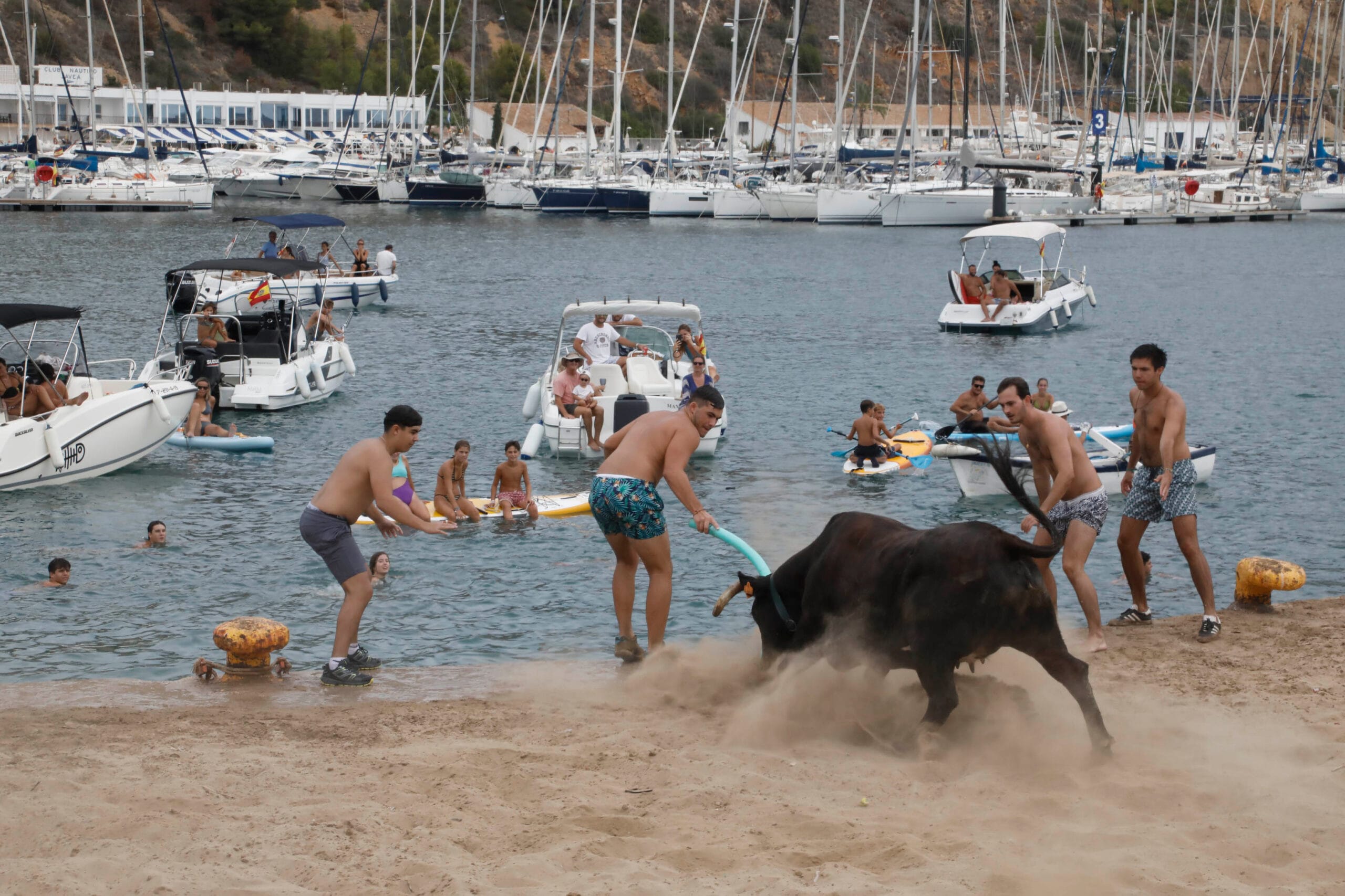 PACMA condemns the drowning of a new bull at a bullfight in Xàbia