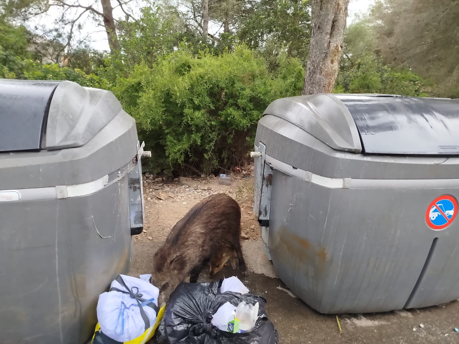 Jabalies hurgando en los contenedores (3) - Jávea.com | Xàbia.com